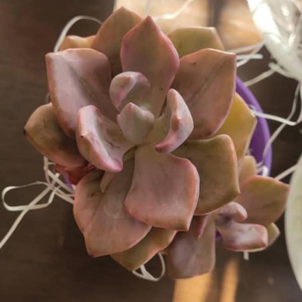 Echeveria Ball of Fat-succulent - Etsy