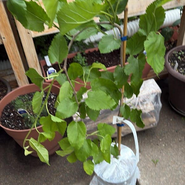 Mulberry (weeping)- 1 Gallon Potted - Etsy
