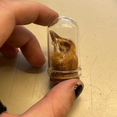 Curiosities Mystery Box, Curio Cabinet Starter Collection, Oddities and ...