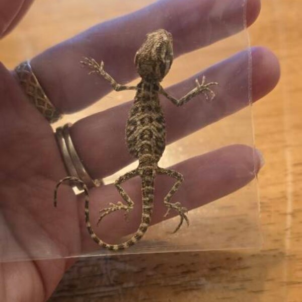 Deathtaxusa • #3634 - Real Animal Freeze Dried Stillborn Neonate ...