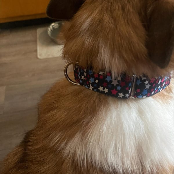 Dog Collar/fresh Out of Fus Dog Collar/ Flower Dog Collar/ Cussing Dog ...