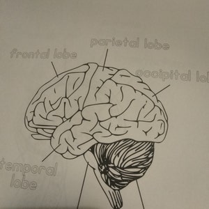 Treasure Island Cursive Copywork Cursive Handwriting Practice ...