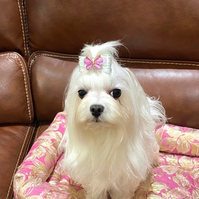 Petite Dog Bows,small Dog Hair Bows,pigtail Bows for Dogs,bows for ...