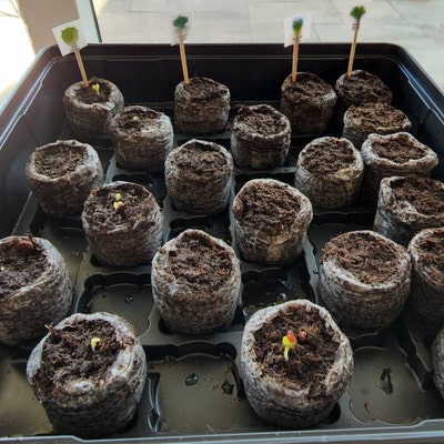 Pick Your Own Korean Seed Collection normal Version / Choice of 4, 6, 8 ...