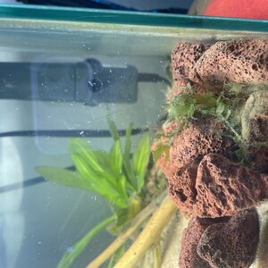 Live Subwassertang Moss Aquarium Plant Fast and Easy to Grow With Low ...