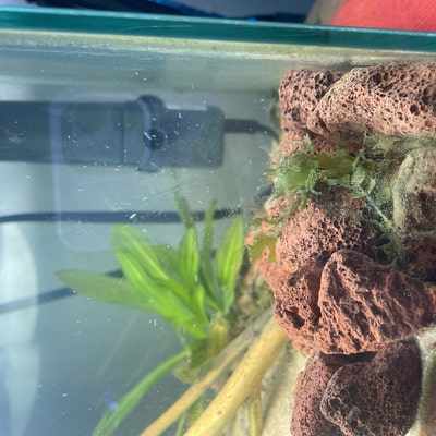 Live Subwassertang Moss Aquarium Plant Fast and Easy to Grow With Low ...