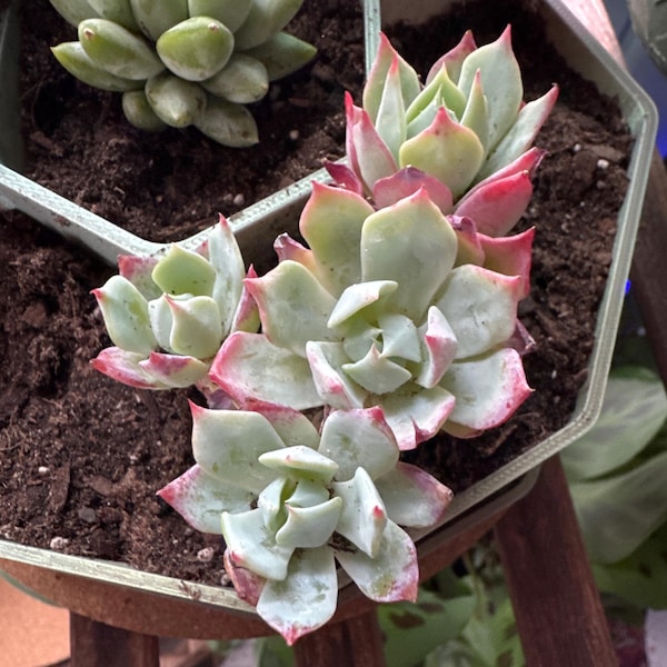 Echeveria Raspberry Ice | Pink Succulent Rosette | Rare Pastel ...