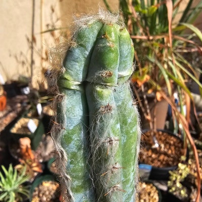Rare Cactus Mammillaria Gracilis Fragilis Monstrose P7 Summer-dormant ...
