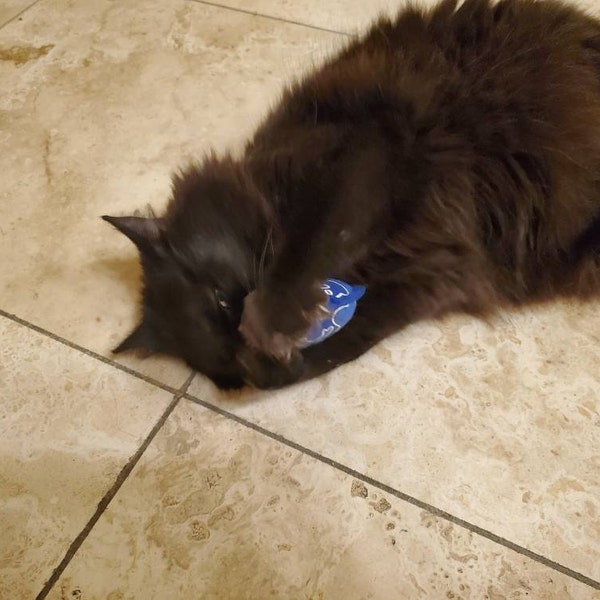 Catnip Toys, Year of the Pig Cat Toy, Pig Pillows, No Fur Cat Toys ...