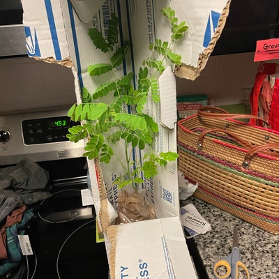 Inca Nut, Sacha Inchi plukenetia Volubilis Live Plant - Etsy