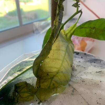 5 Fresh Cutting Vines No Root Puerto Rico Sweet Potatoes Strong to Grow ...