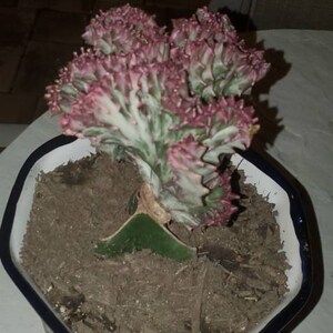 Tylecodon Paniculatus Bonsai Tree Cactus Plant Succulent-easy to Grow ...