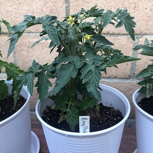 Vilma Micro Dwarf Tomato 15 Seeds Organically Grown - Etsy