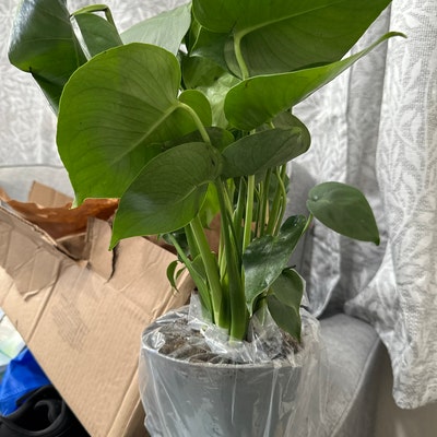Monstera Deliciosa Tropical Split Leaf Plant 6 Inch Pot Indoor ...
