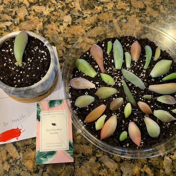 Succulent Leaf Starters | Propagation - Etsy