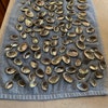 Medium Hebrew Cone Seashells Conus Ebraeus 5 Shells Approx. 1 Inches ...