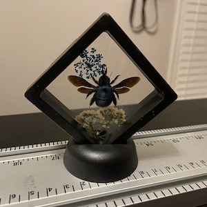 Assorted Bugs Insects Specimen Wholesale Mix Lot Bulk - Etsy