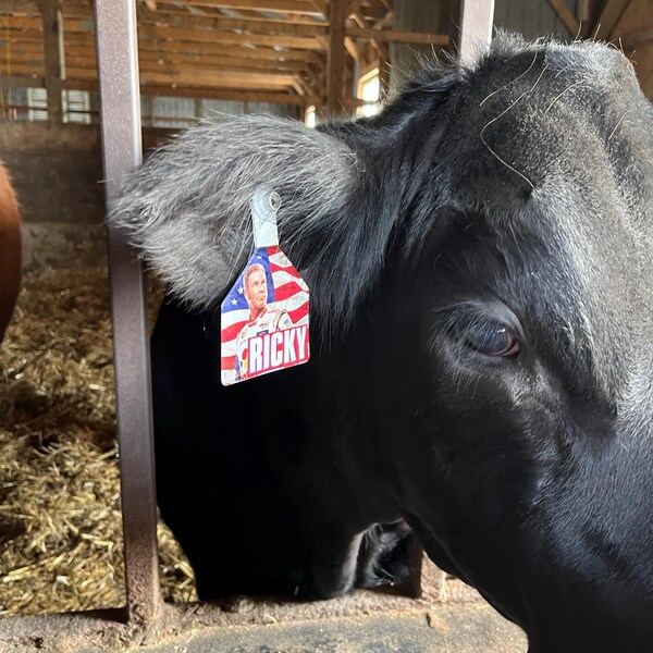 Custom Cattle Large Ear Tags – UV Printed, Personalized Livestock ID ...