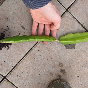 Mexican Heather False Heather Cuphea Hyssopifolia - Etsy