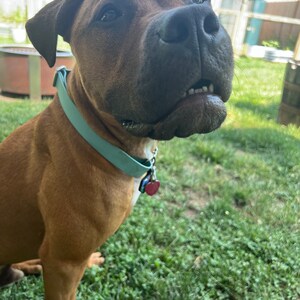 Biothane Tab or Bringsel Pick Your Color 1/2 Wide Heavy Weight, 8 Long ...