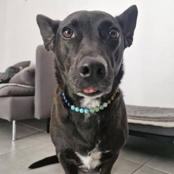 Lithotherapy and Anti-ticks Collar for Dog, Anti-anxiety and ...