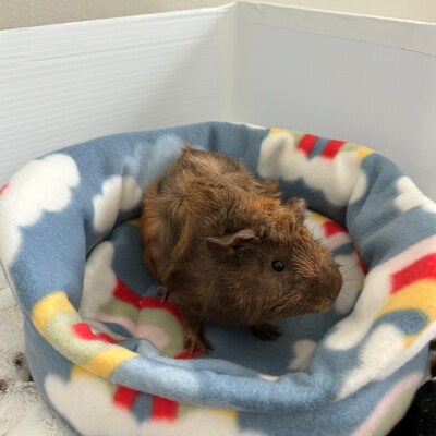 Guinea Pig Custom Fleece Cage Liner Set - Etsy