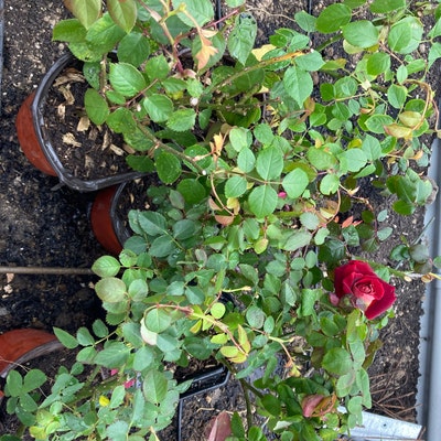 Rare New Rose. Red Juicy Terrazza. 红果汁flower Machine. Continue Blooming ...