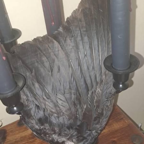 Real Crow Skull Wings Tail Feet Real Natural Carrion Rook Feathers ...