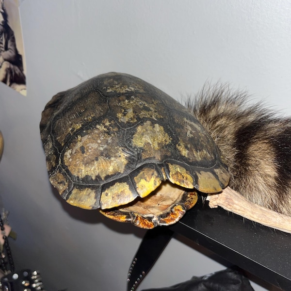 One Large Slider Turtle Shell - Etsy