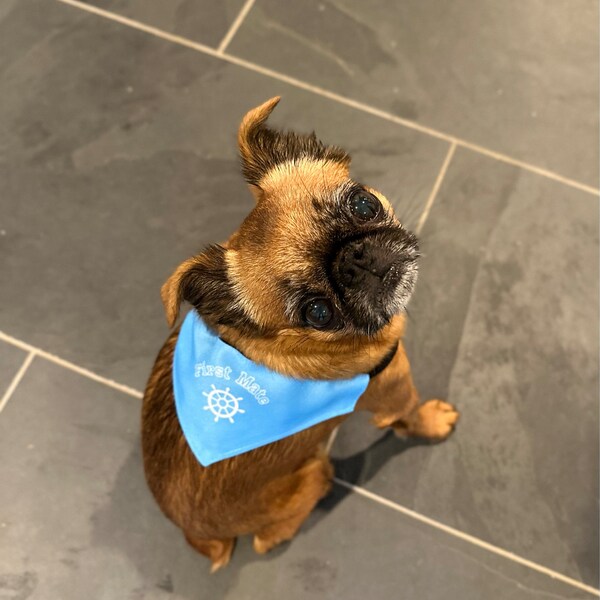 Swedish Flag Dog Bandana Over the Collar, Flag of Sweden SVG, Flag of ...
