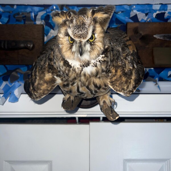 Stuffed European OWL Taxidermy Owl Asio Otus Bird Scarecrow Standing ...
