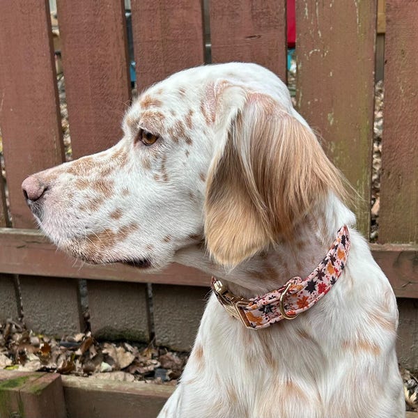 Funky Flowers Dog Collar With Name, Engraved Dog Collars, Retro Girl ...