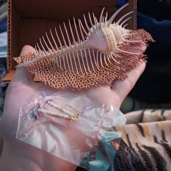 100% Real Large 1-6" You Pick Size Spikey Murex Pectin Venus Comb ...