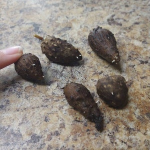 Neoregelia Sheba Bromeliad Offset for Shade or SUN | Etsy