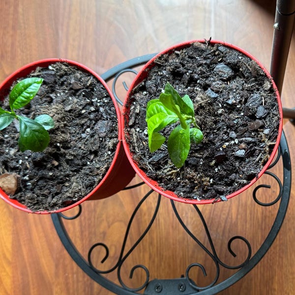 Lemon Baby Tree Starter Plant - Eureka Yellow Lemon Seedlings, Home ...
