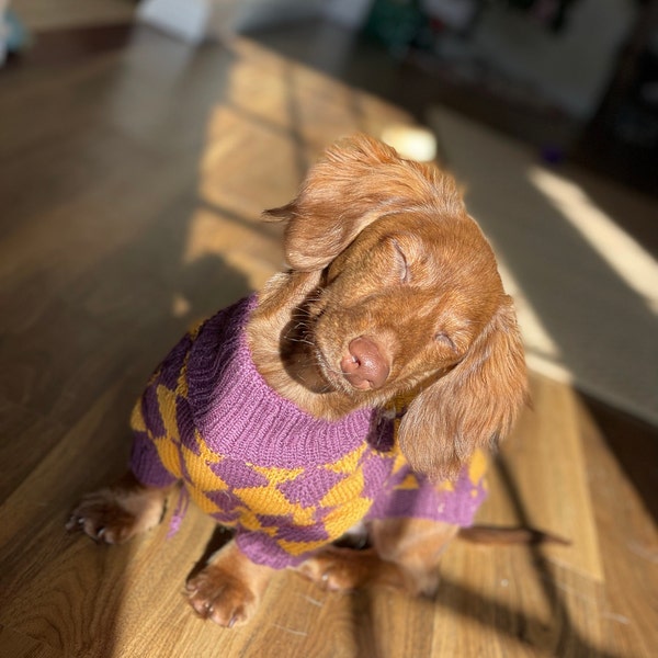 Unique Harlequin Dog Sweater - All Breeds - Wool - Dachshund Clothing ...