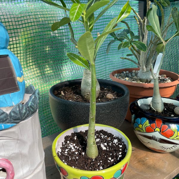 Shooting Star Tree AKA Starburst Tree Clerodendrum Quadriloculare Small ...
