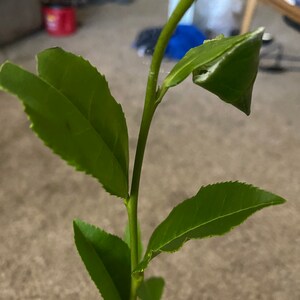 Camellia Sinensis live Tea Plant Propagated From Plants at - Etsy