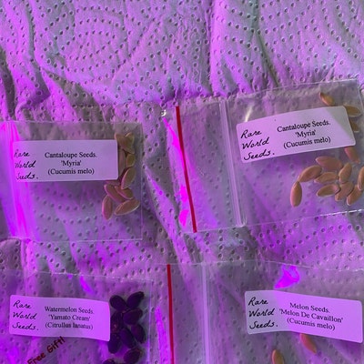 Seeds. Mini Cherry Tree 'dwarf Rainier' Super Sweet Fruits, for Small ...