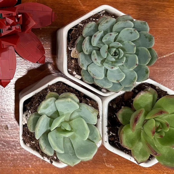 Surgery Succs Gift Box- Hospital Gift Box- Gift With Live Plants ...