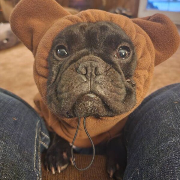 Frenchiestore Organic Dog Frenchie Ear Hoodie | Teddy Bear - Etsy