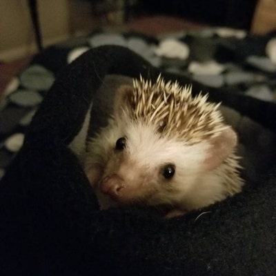 Hedgehog Snuggle Sack. Snuggle Pouch or Sleeping Bag for Hedgehog ...