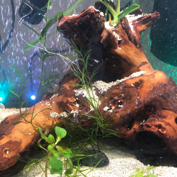 NO FLOATERS Beginner Pack 10 Tiny Random PLANT Species Low Tech Live ...
