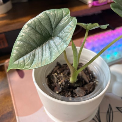 Alocasia Platinum bisma Starter Plant ALL STARTER PLANTS Require You to ...