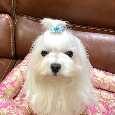Petite Dog Bows,small Dog Hair Bows,pigtail Bows for Dogs,bows for ...