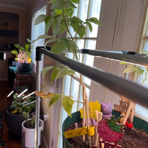 1 Early Crop Ever Bearing Mammoth Red Raspberry.live Rooted.zone 3-8 ...