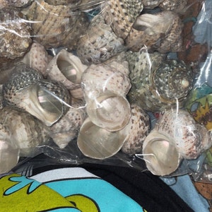 Nessastores Mexican Deep Sea Shell Beach Craft Scallop 2 - Etsy