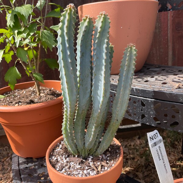 Monadenium Ritchei Rare Item Live Succulent - Etsy