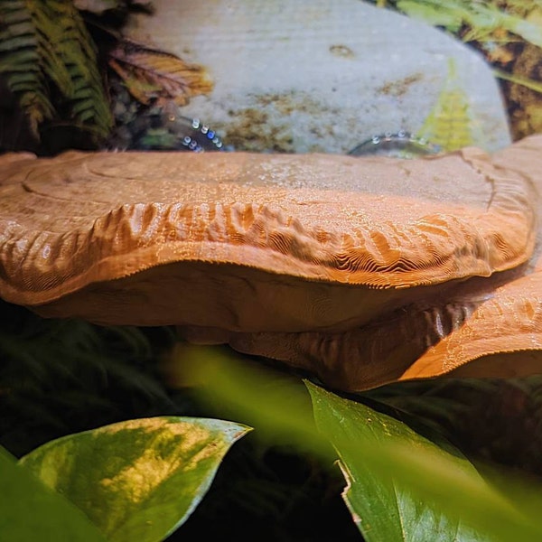 Pink Princess Philodendron Ledge for 0.5oz Deli Cup | Crested Gecko ...