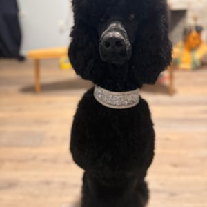 Pearls, Hearts & Real Rhinestone Collar, Luxury Thick Designer Girl Dog ...